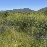Grasslands Loop Trail, California - 1,717 Reviews, Map | AllTrails
