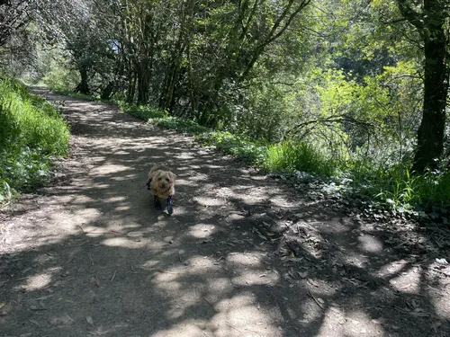 Best Easy Trails in Joaquin Miller Park | AllTrails