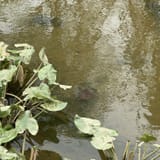 Neabsco Creek Boardwalk, Virginia - 969 Reviews, Map | AllTrails