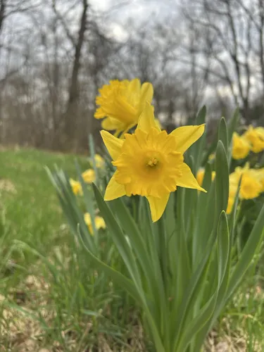 Best Snowshoeing Trails in Roaring Run Natural Area | AllTrails