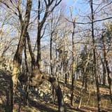 Limberlost Trail, Virginia - 856 Reviews, Map | AllTrails