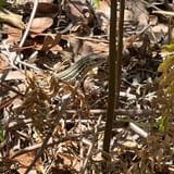 Lost Pines Trail, Texas - 683 Reviews, Map | AllTrails