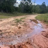 Lost Pines Trail, Texas - 683 Reviews, Map | AllTrails