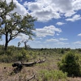 Lost Pines Trail, Texas - 683 Reviews, Map | AllTrails