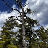 Bald Pate Mountain Trails, Maine - 854 Reviews, Map | AllTrails