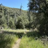 Morgan Trail, California - 536 Reviews, Map | AllTrails