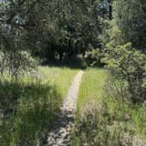 Morgan Trail, California - 536 Reviews, Map | AllTrails