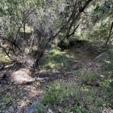 Morgan Trail, California - 536 Reviews, Map | AllTrails