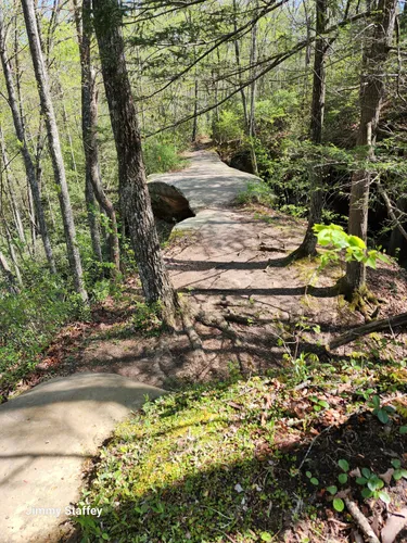 Best Trail Running Trails in Pickett CCC Memorial State Park | AllTrails
