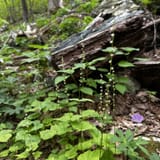 Jones Run Falls Trail, Virginia - 840 Reviews, Map | AllTrails