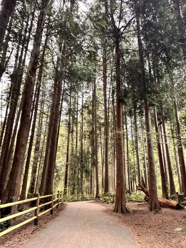 Best Forest Trails in Bothell | AllTrails