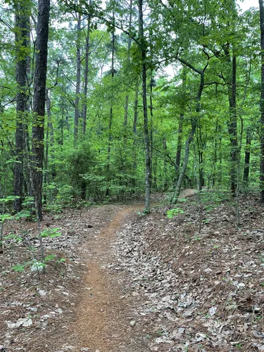 Best Dog Friendly Trails in Coldwater Mountain Doug Ghee Nature ...