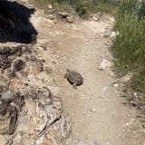 Fossil Ridge Loop, Nevada - 840 Reviews, Map | AllTrails