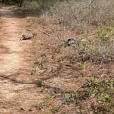 Lost Pines Trail, Texas - 683 Reviews, Map | AllTrails