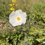 Lost Pines Trail, Texas - 683 Reviews, Map | AllTrails