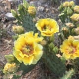 Lost Pines Trail, Texas - 683 Reviews, Map | AllTrails