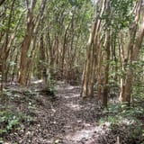 Mahana Ridge Trail, Maui, Hawaii - 1,283 Reviews, Map | AllTrails