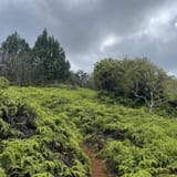 Mahana Ridge Trail, Maui, Hawaii - 1,283 Reviews, Map | AllTrails