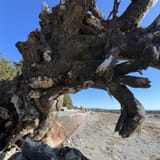 Cape Alava Trail, Washington - 556 Reviews, Map | AllTrails