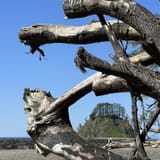 Cape Alava Trail, Washington - 556 Reviews, Map | AllTrails