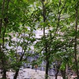 Lata Gapi Waterfall, Selangor, Malaysia - 186 Reviews, Map | AllTrails