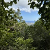 Makiki Valley Loop, Oahu, Hawaii - 5,691 Reviews, Map | AllTrails