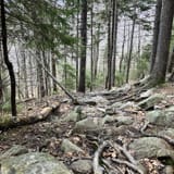 Manning Trail, New Hampshire - 164 Reviews, Map | AllTrails
