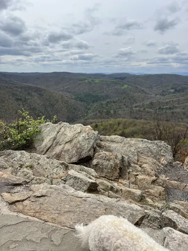 Best Wild Flowers Trails in Mathias | AllTrails