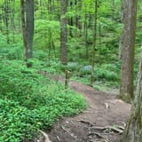 Mossy Ridge Trail, Tennessee - 6,675 Reviews, Map | AllTrails