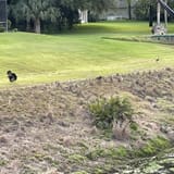 Bulow Woods Hiking Trail, Florida - 227 Reviews, Map | AllTrails