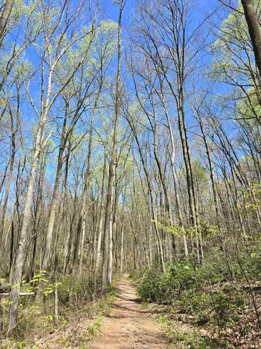 Best Walking Trails in State Game Lands Number 156 | AllTrails