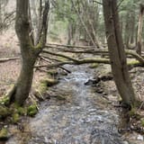 Morrison Loop Trail, Pennsylvania - 338 Reviews, Map | AllTrails