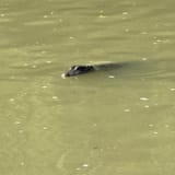 George Bush Hike and Bike Trail, Texas - 1,203 Reviews, Map | AllTrails