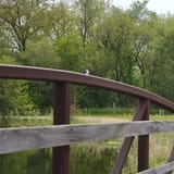 Van Patten Woods Forest Preserve Loop, Illinois - 751 Reviews, Map ...