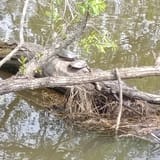 Van Patten Woods Forest Preserve Loop, Illinois - 751 Reviews, Map ...