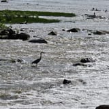 Dan Riverwalk Trail, Virginia - 270 Reviews, Map | AllTrails