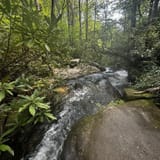 Cat Gap Loop Trail, North Carolina - 746 Reviews, Map | AllTrails