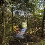 Cat Gap Loop Trail, North Carolina - 746 Reviews, Map | AllTrails