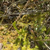 Green Swamp Preserve, North Carolina - 204 Reviews, Map | AllTrails