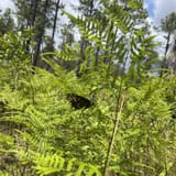 Green Swamp Preserve, North Carolina - 204 Reviews, Map | AllTrails