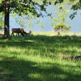 White Bison Loop, Missouri - 2,339 Reviews, Map | AllTrails