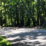 White Bison Loop, Missouri - 2,467 Reviews, Map | AllTrails