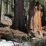 Congress Trail, California - 2,909 Reviews, Map | AllTrails