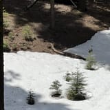 Congress Trail, California - 2,909 Reviews, Map | AllTrails
