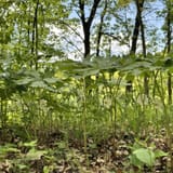 Camp Tomo-Chi-Chi Knolls, Illinois - 808 Reviews, Map | AllTrails