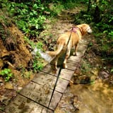 Savage Falls, Tennessee - 819 Reviews, Map | AllTrails