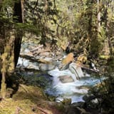 Staircase Rapids Loop, Washington - 2,471 Reviews, Map | AllTrails
