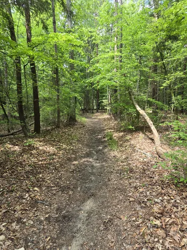 Best Kid Friendly Trails in Pauline | AllTrails