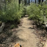 South Toe River Loop Trail, North Carolina - 431 Reviews, Map | AllTrails