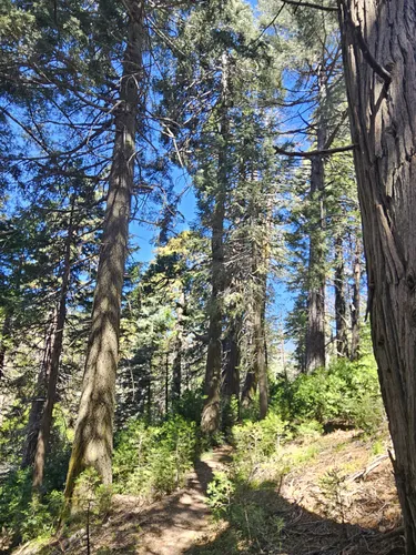 Best Hikes and Trails in Rimforest | AllTrails